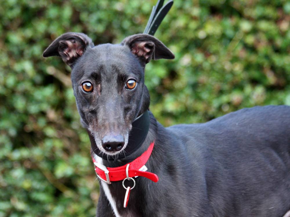 Greyhound looking for homes in the Midlands with Greyhound Trust