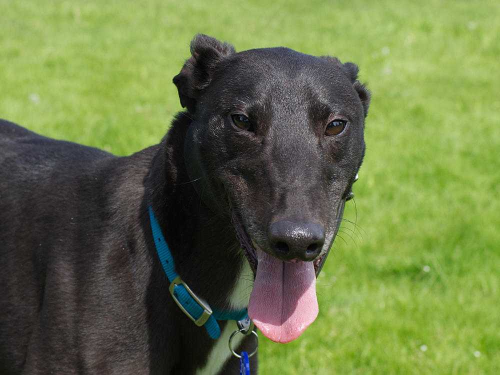 Greyhound looking for homes in the Midlands with Greyhound Trust