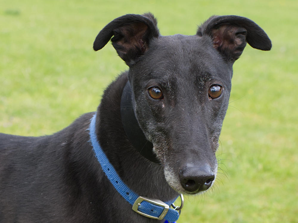 Greyhound looking for homes in the Midlands with Greyhound Trust