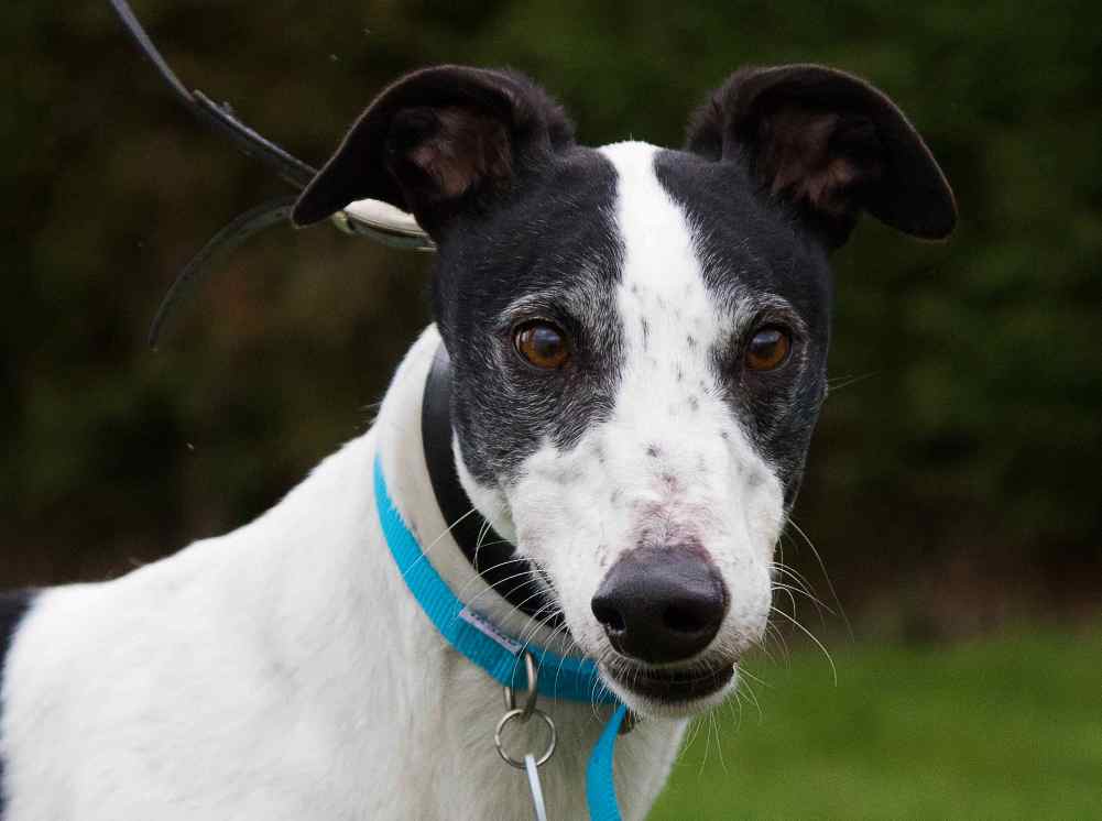 Greyhound looking for homes in the Midlands with Greyhound Trust