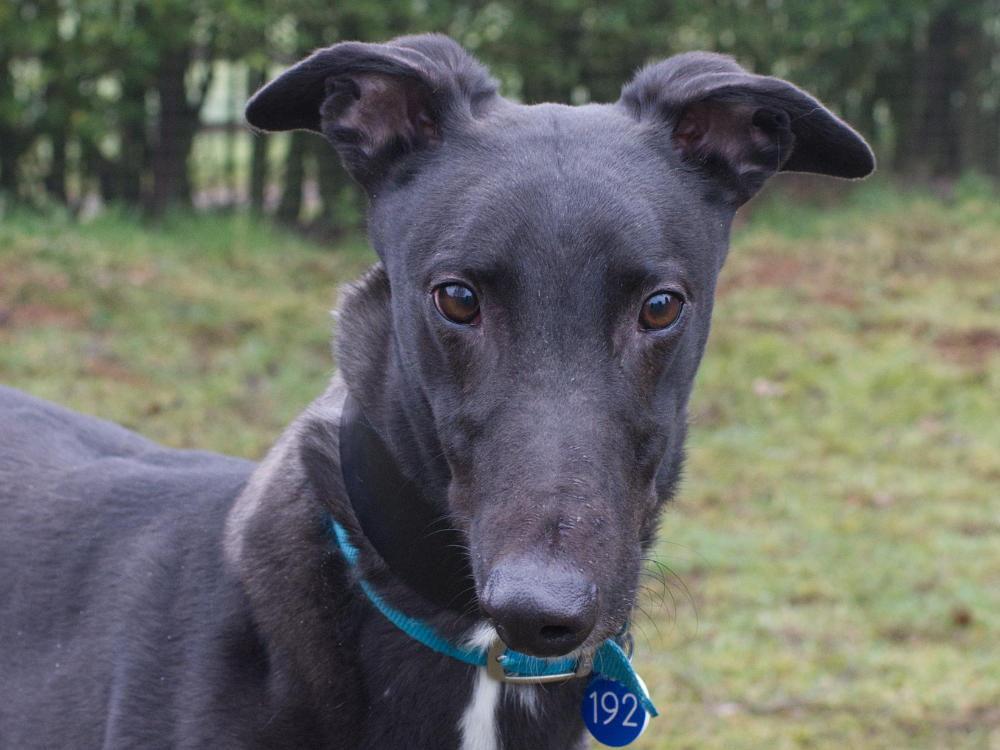 Greyhounds looking for homes - Greyhound Trust Hall Green
