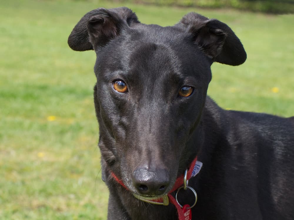 Greyhounds looking for homes - Greyhound Trust Hall Green