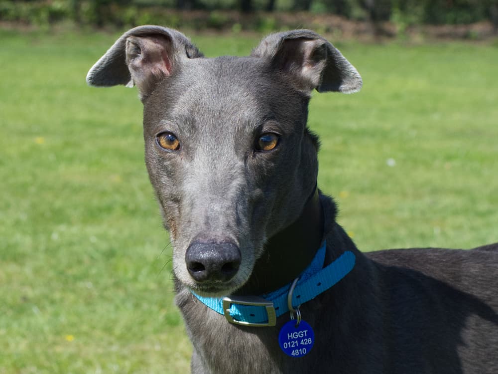 Greyhounds looking for homes - Greyhound Trust Hall Green