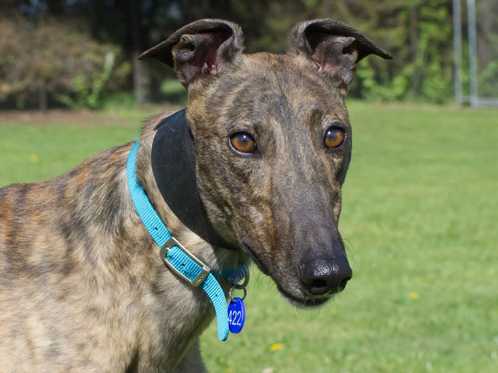 Greyhound looking for homes in the Midlands with Greyhound Trust