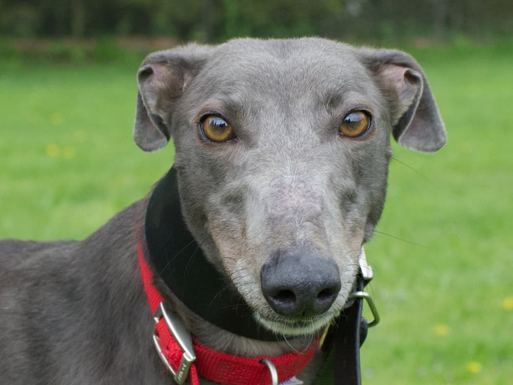 Greyhounds looking for homes - Greyhound Trust Hall Green
