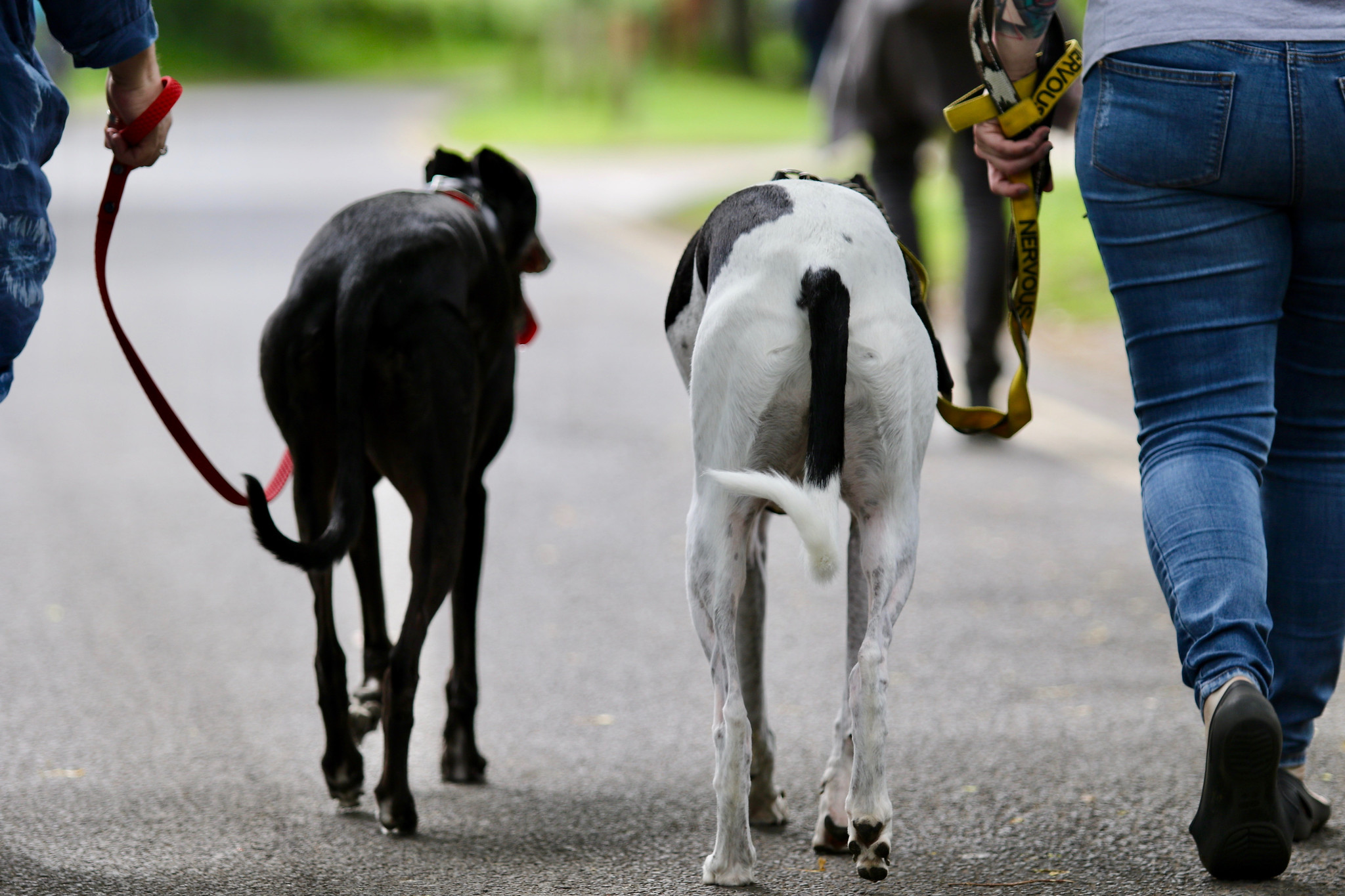 Foster Greyhound Trust Hall Green - Greyhound Trust Hall Green
